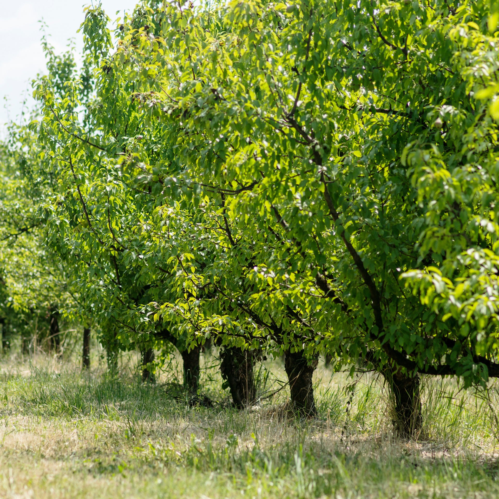 Shade Fruit Trees Effects Of Shade On Trees & Fruit (part 6)